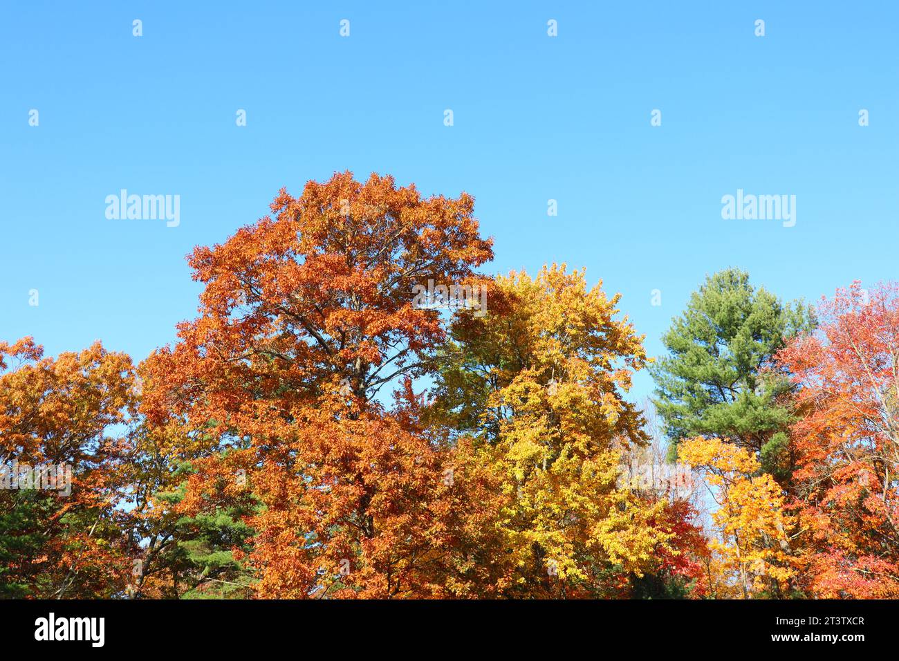 Variety of foliage hi-res stock photography and images - Alamy