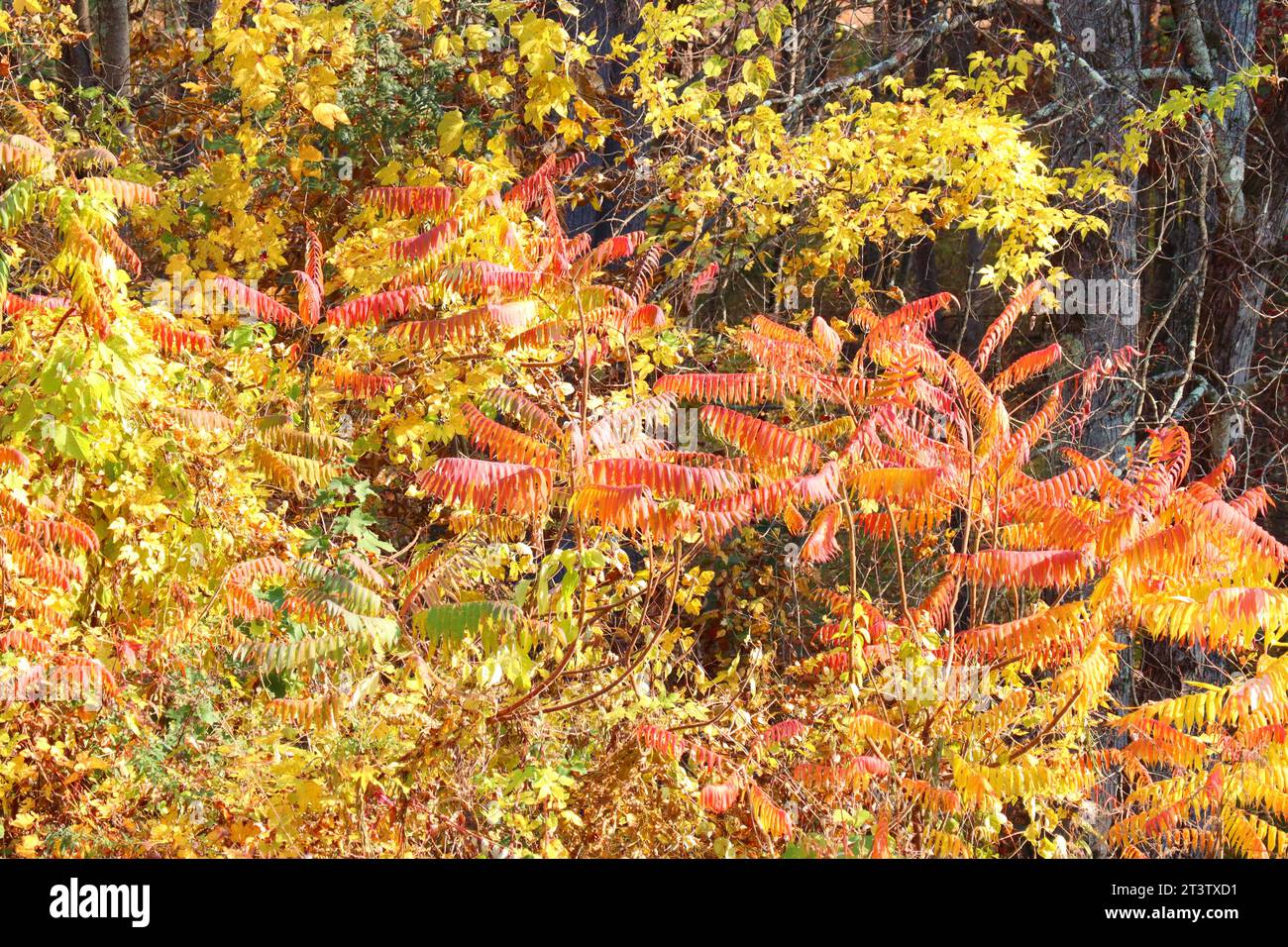 Beautiful variety hi-res stock photography and images - Alamy