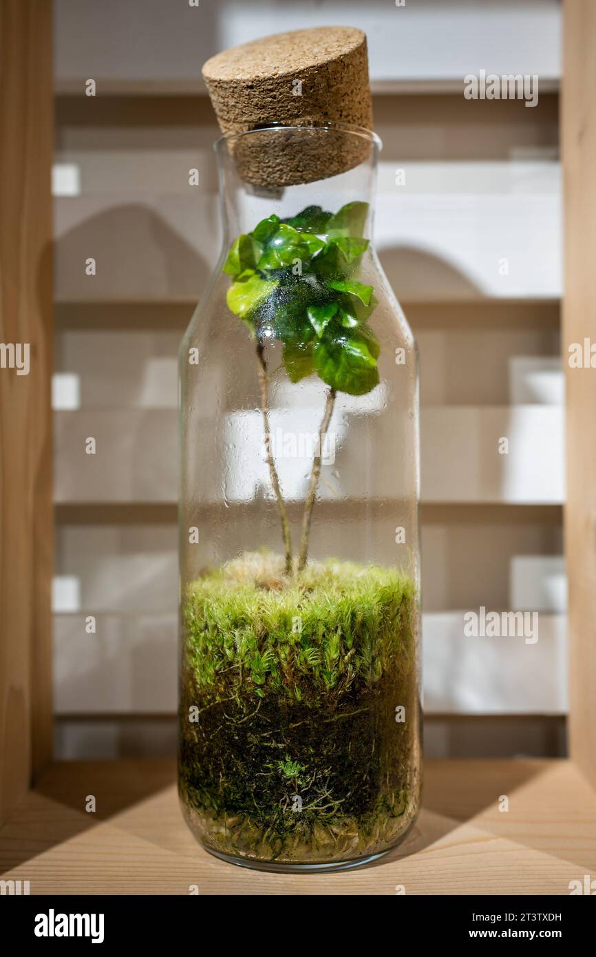 Florarium with natural mini ecosystem inside transparent glass bottle ...