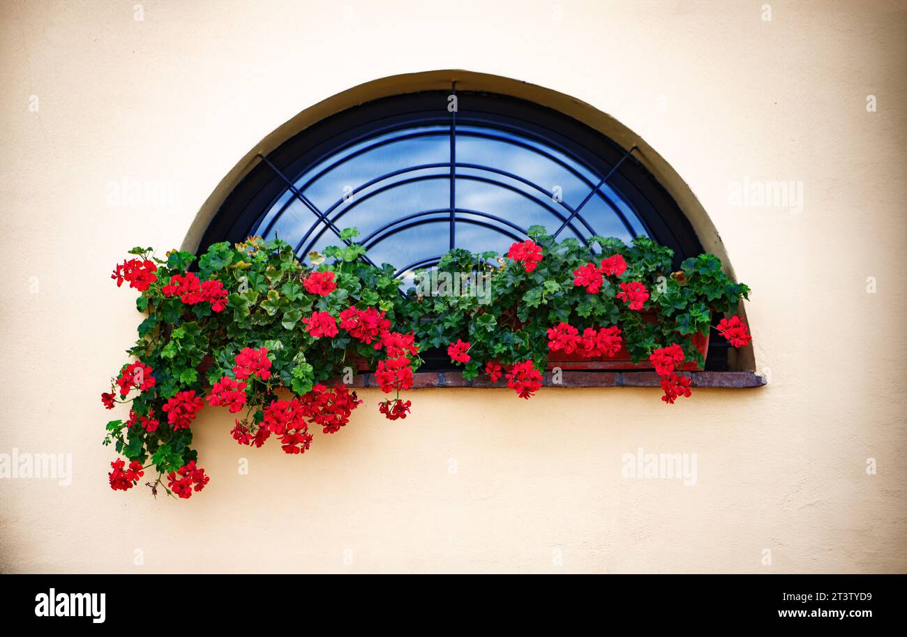 flowers in a window Stock Photo - Alamy