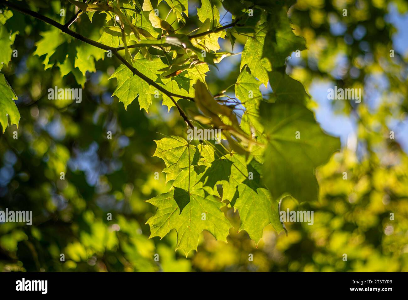 Isolated high resolution image of green leafs in the direct sunlight ...