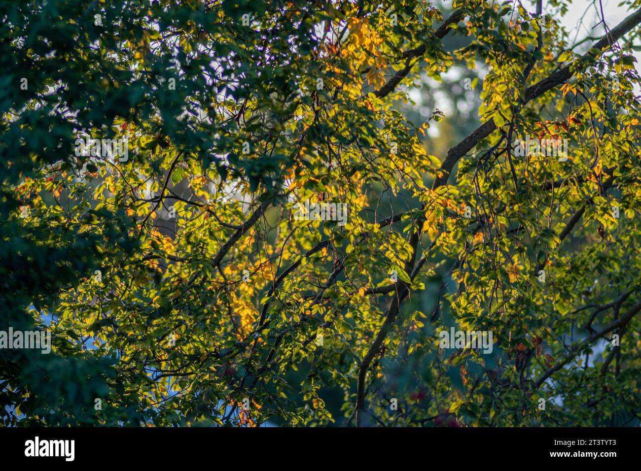 Isolated high resolution image of green leafs in the direct sunlight ...