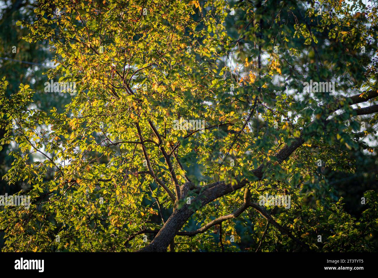 Different textures texture hi-res stock photography and images - Alamy