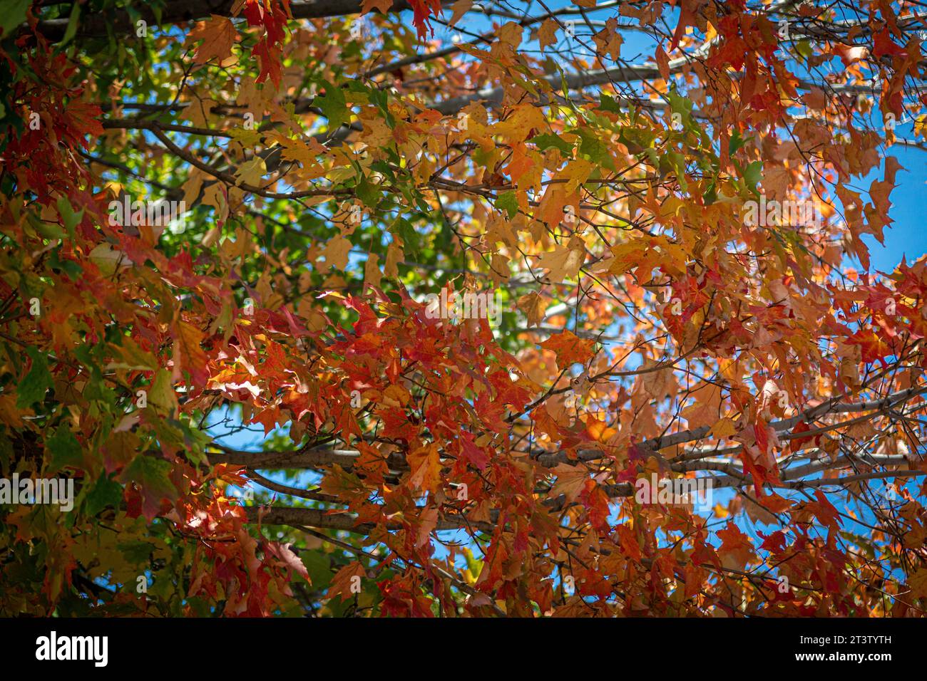 Isolated high resolution image of green leafs in the direct sunlight ...