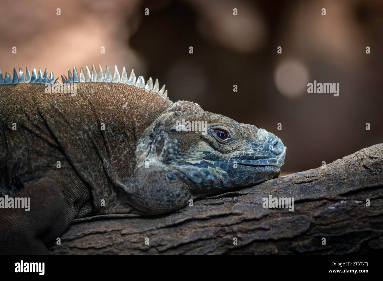 Isolated close up high resolution portrait of a single dragon lizard at ...