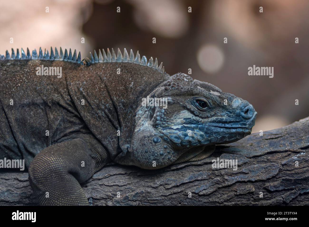 Isolated close up high resolution portrait of a single dragon lizard at ...