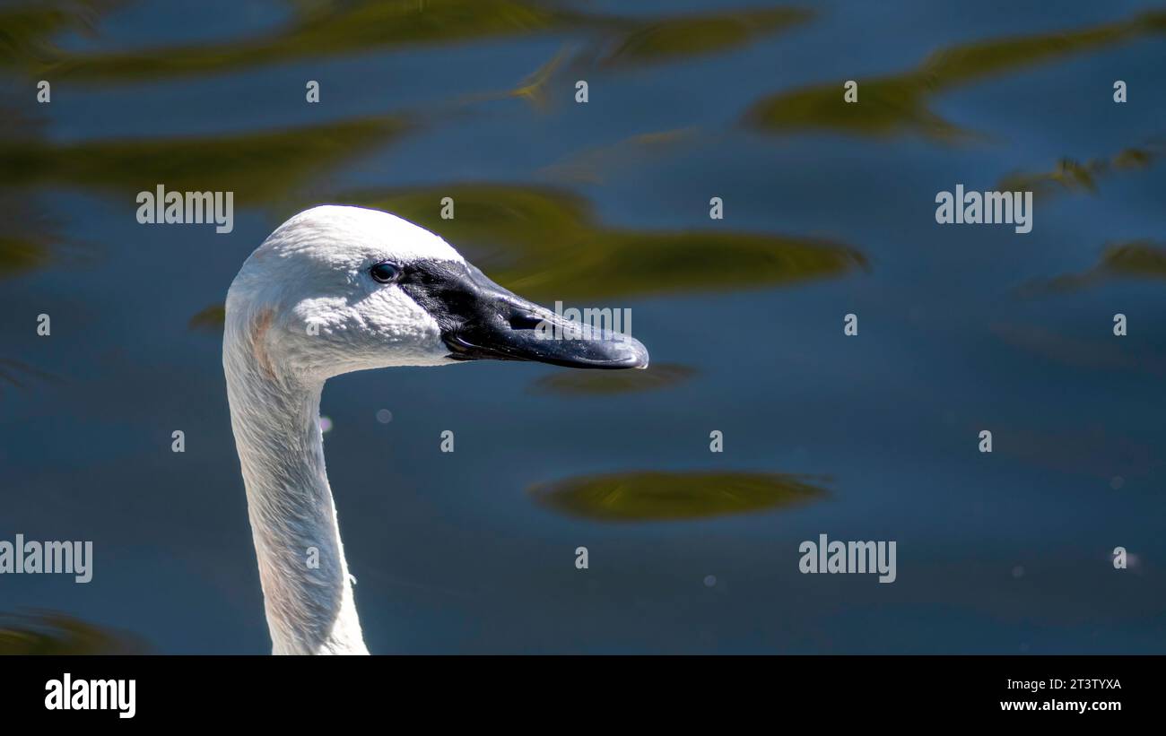Isolated close up high resolution portrait of a single swan at the ...