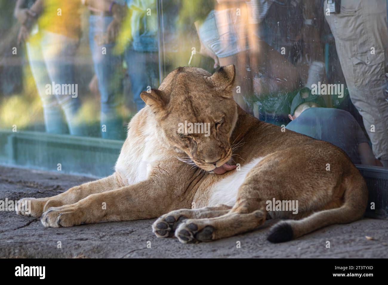 Isolated close up high resolution portrait of a single African lion sunbathing on a sunny day at ...