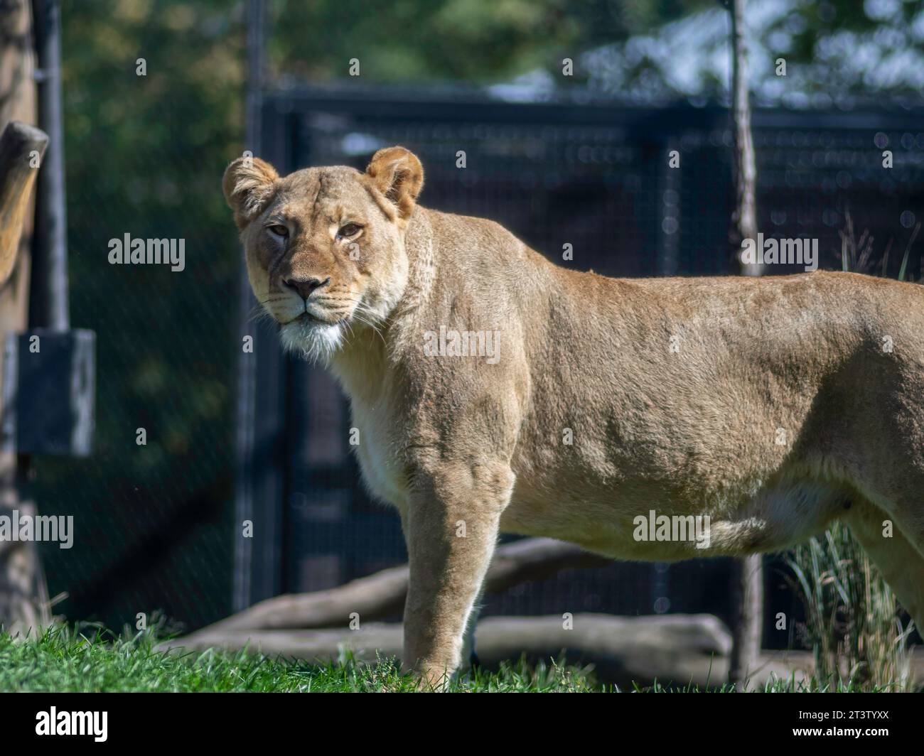 Isolated close up high resolution portrait of a single African lion ...
