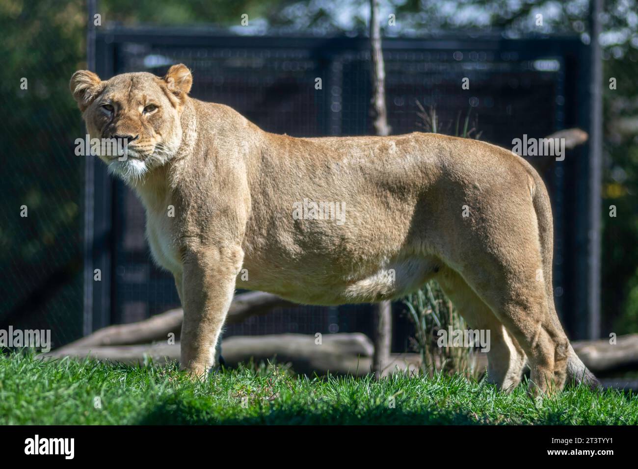 Isolated close up high resolution portrait of a single African lion ...
