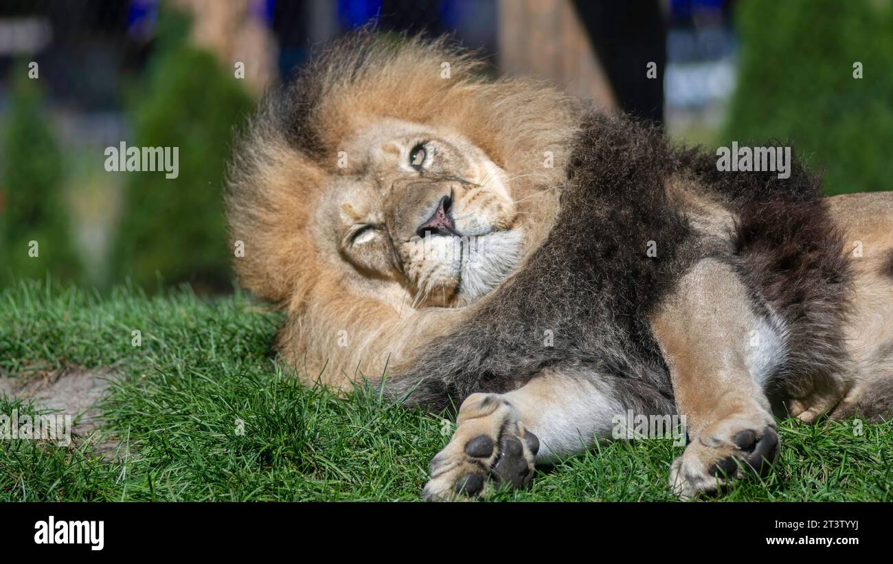 Portrait of a king of ethiopia hi-res stock photography and images - Alamy