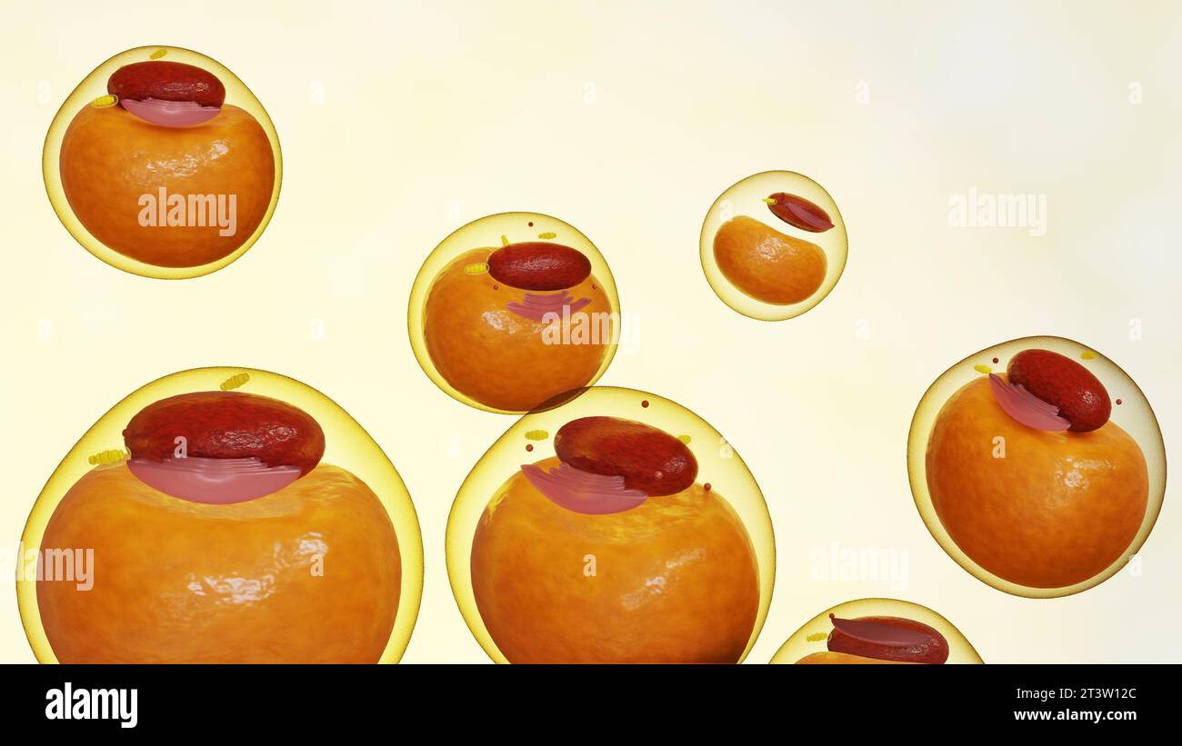 3d rendering of adipocytes, also known as lipocytes and fat cells ...