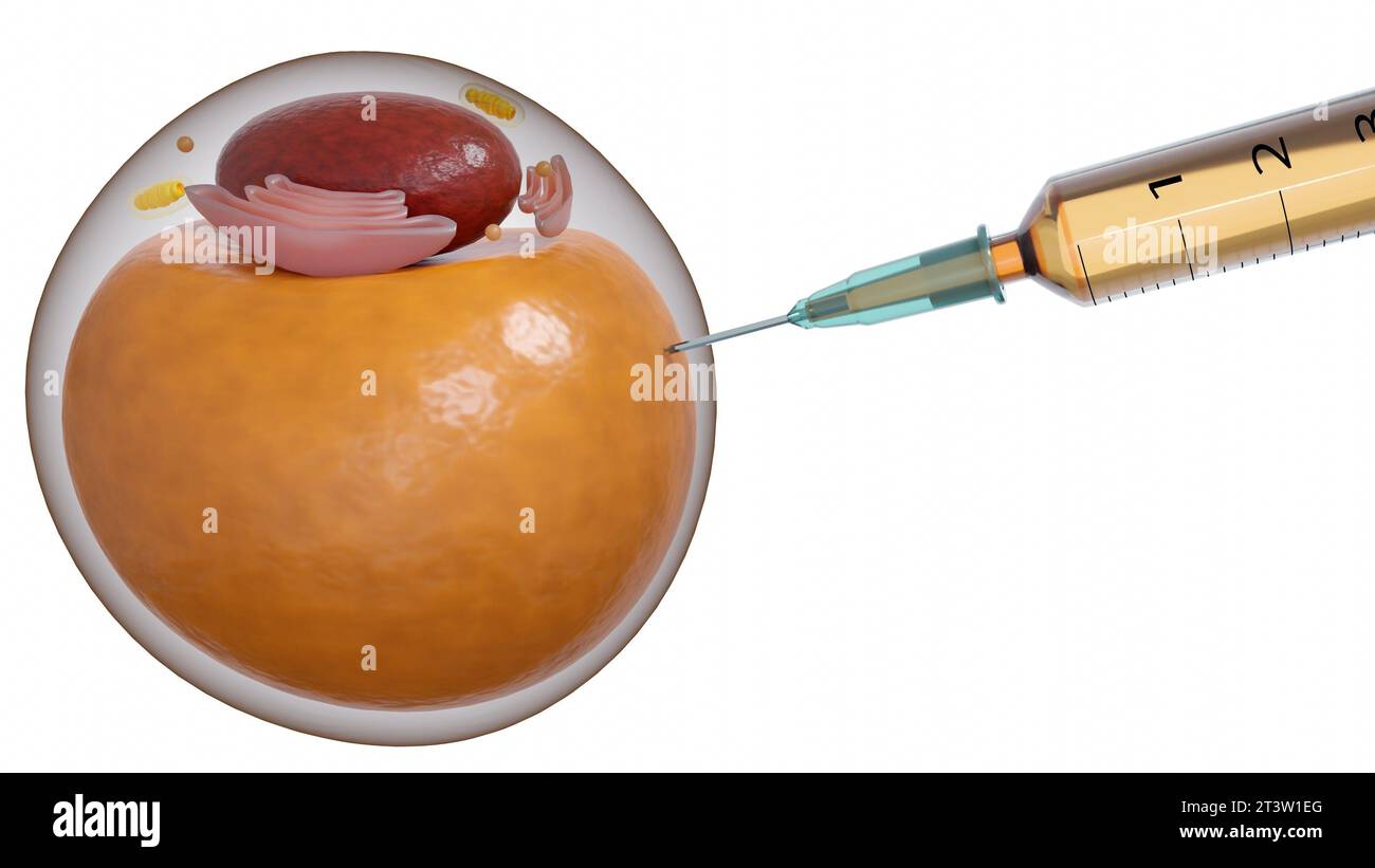 Unilocular Cut Out Stock Images & Pictures - Alamy