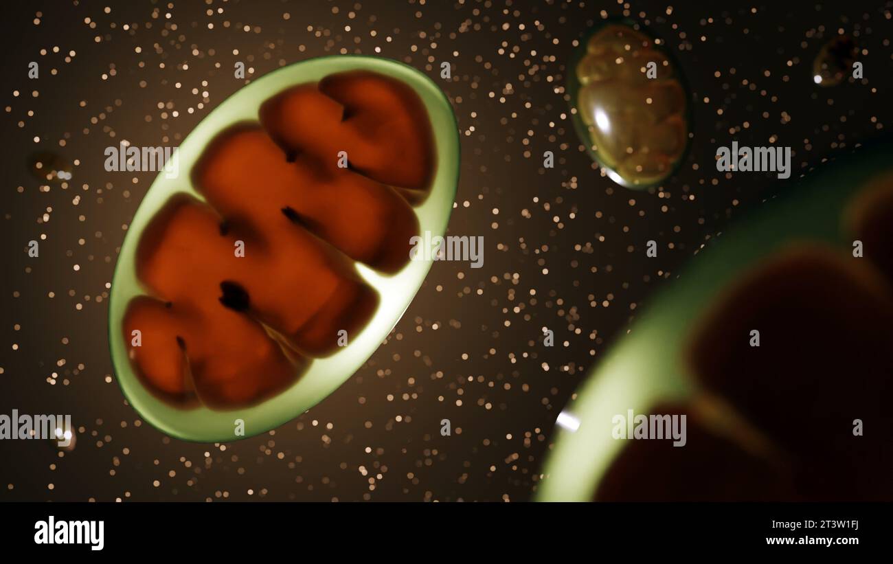 Mitochondria 3d hi-res stock photography and images - Alamy