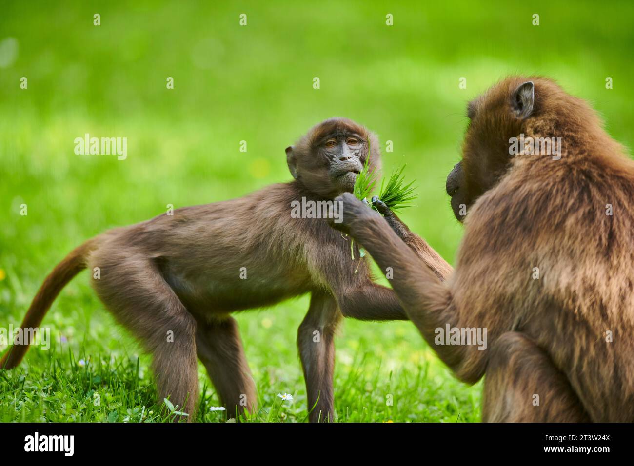 Baboon and mother hi-res stock photography and images - Alamy