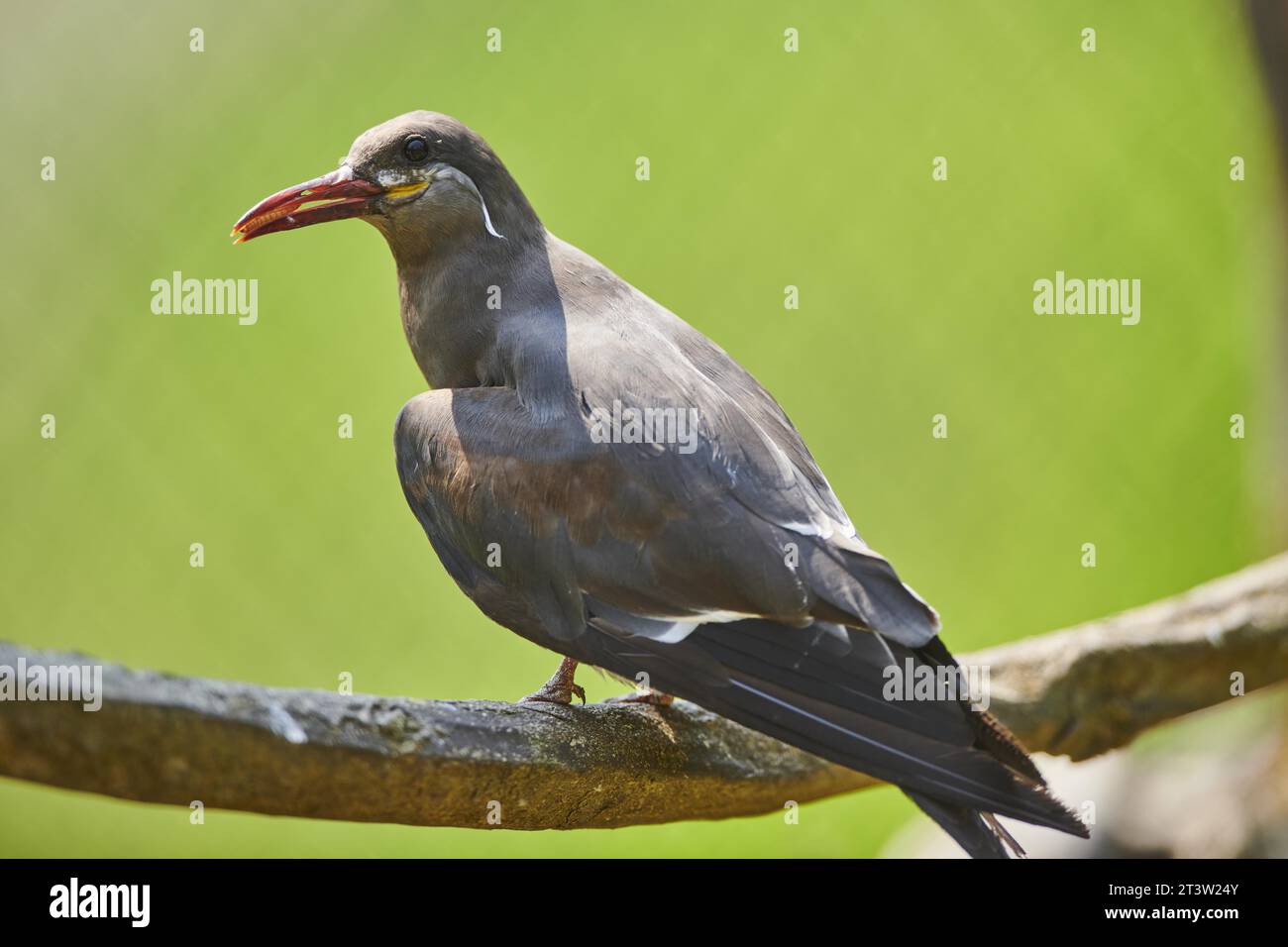 Inca tern (Larosterna inca) sitting on a branch, captive, distribution ...