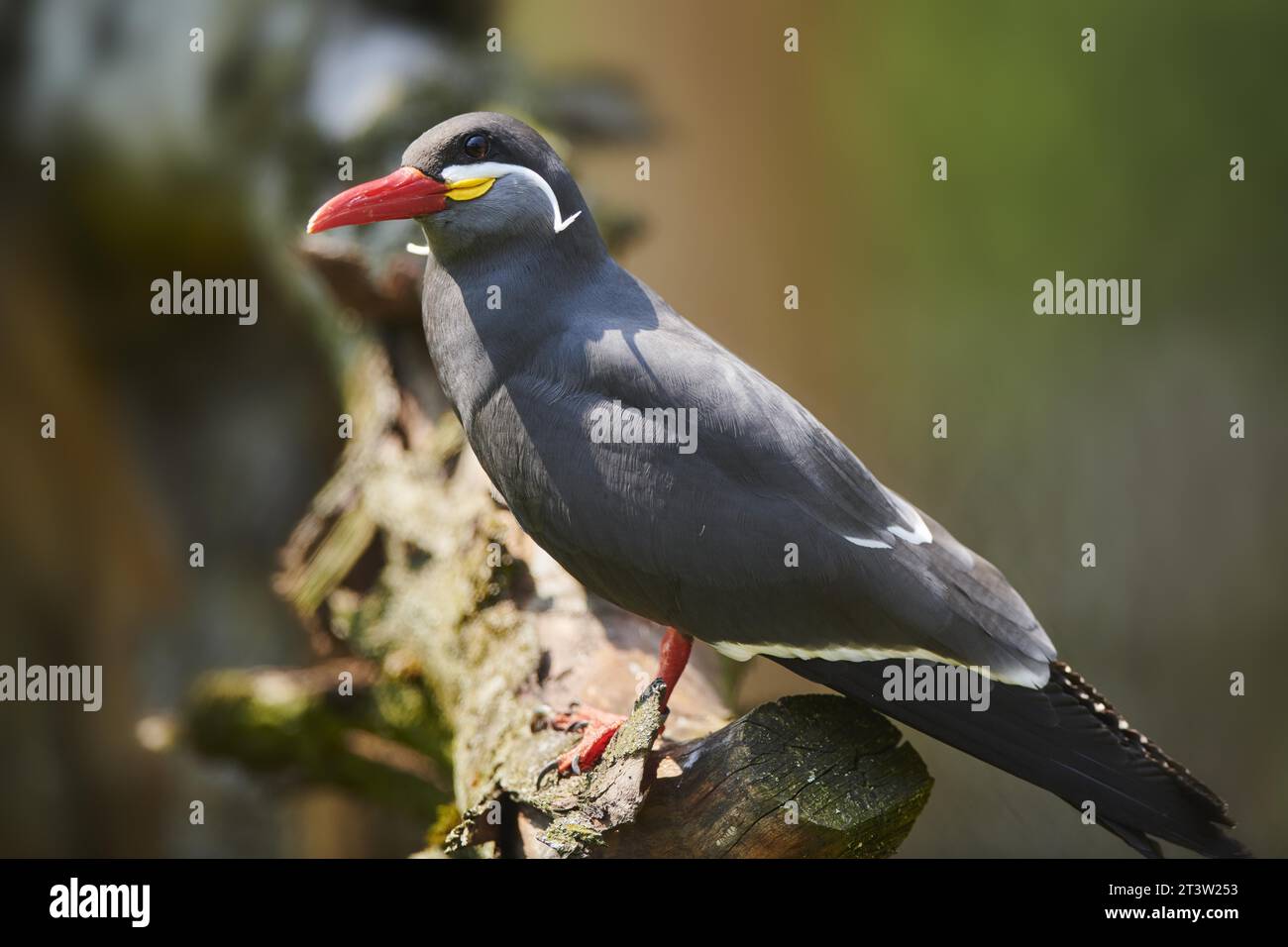 Inca tern (Larosterna inca) sitting on a branch, captive, distribution ...