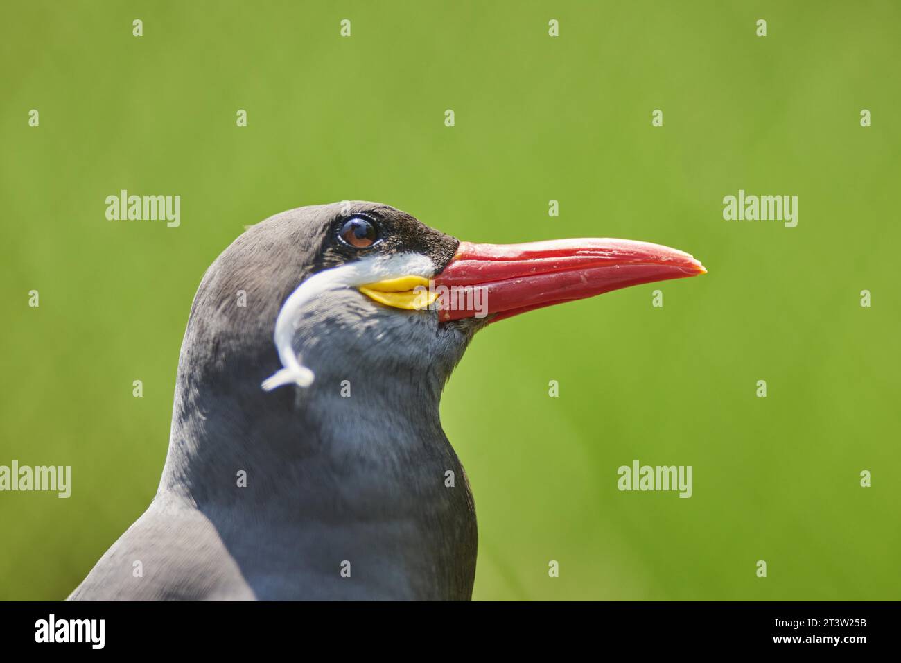Inca tern (Larosterna inca), portrait, captive, distribution south ...