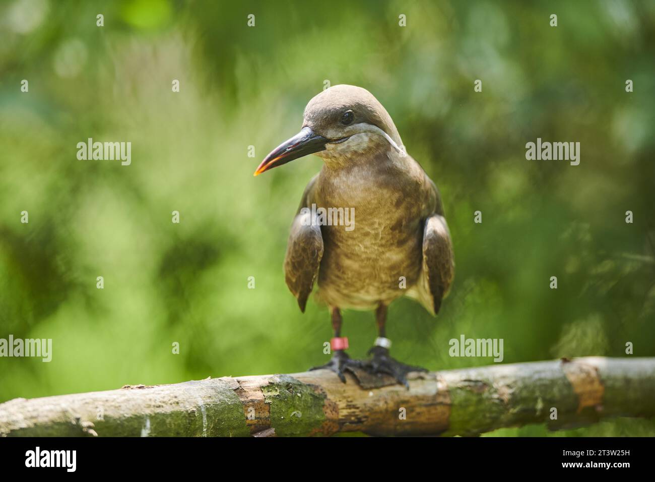 Inca tern (Larosterna inca) sitting on a branch, captive, distribution ...