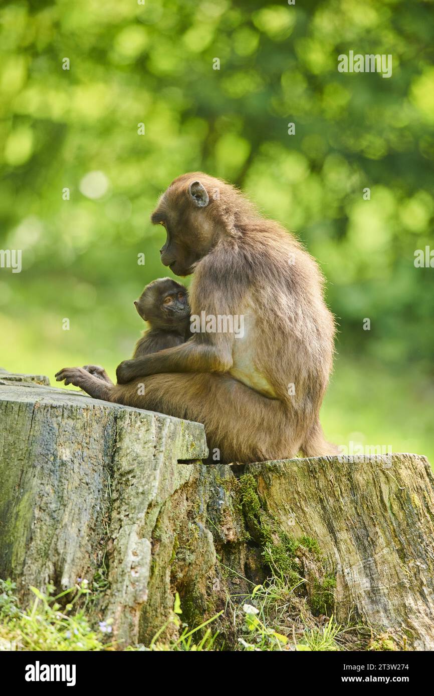 Gelada (Theropithecus gelada) mother with its youngster sitting on an ...