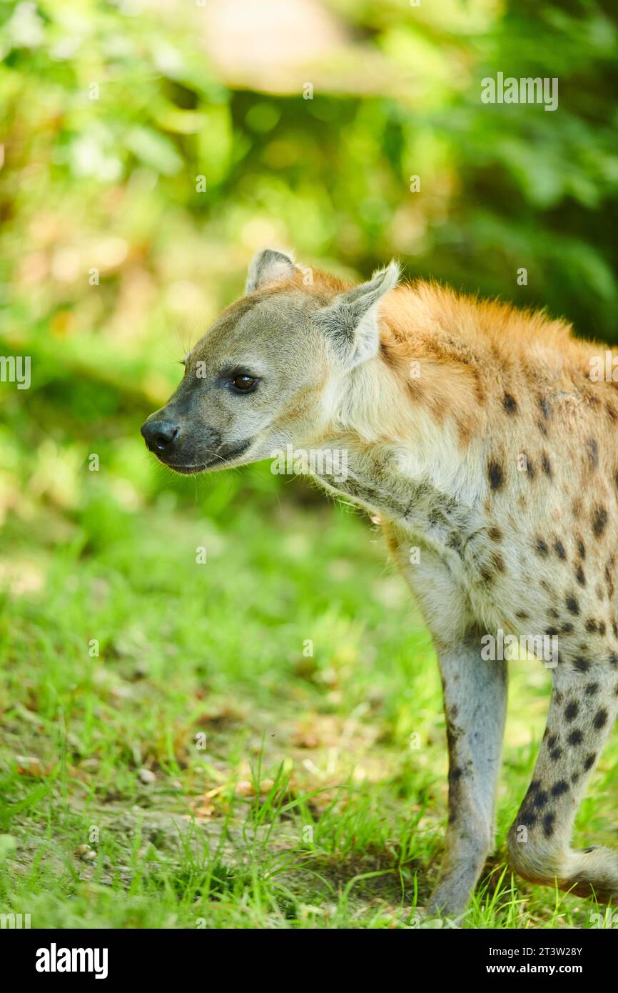Spotted hyena (Crocuta crocuta), walking, grass, captive, distribution ...