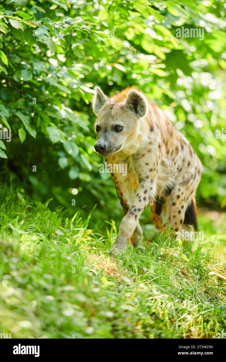 Spotted hyena (Crocuta crocuta), walking, grass, captive, distribution ...
