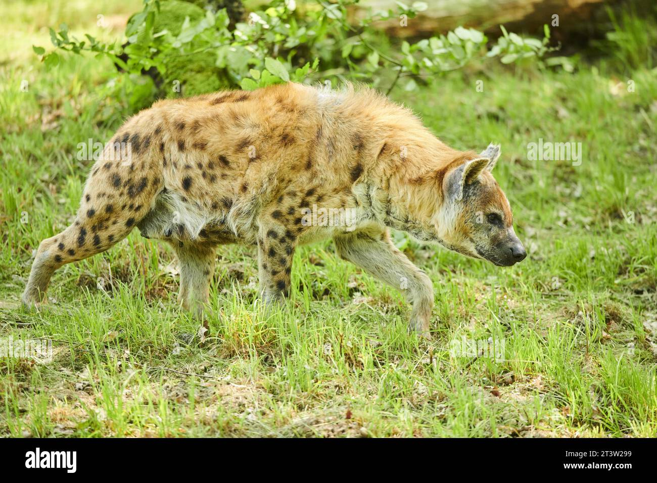 Australian hyena hi-res stock photography and images - Alamy