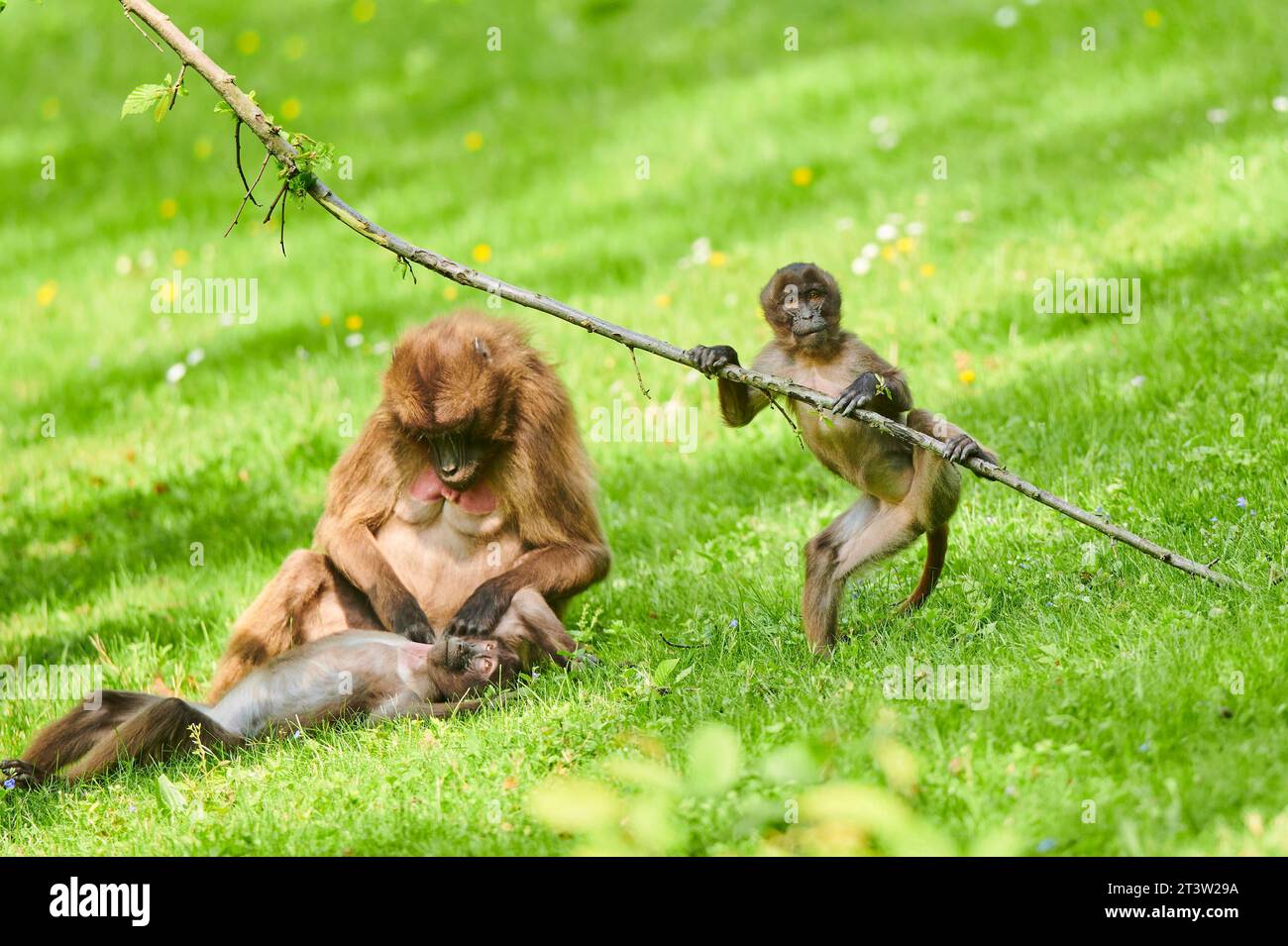 Baboon and mother hi-res stock photography and images - Alamy