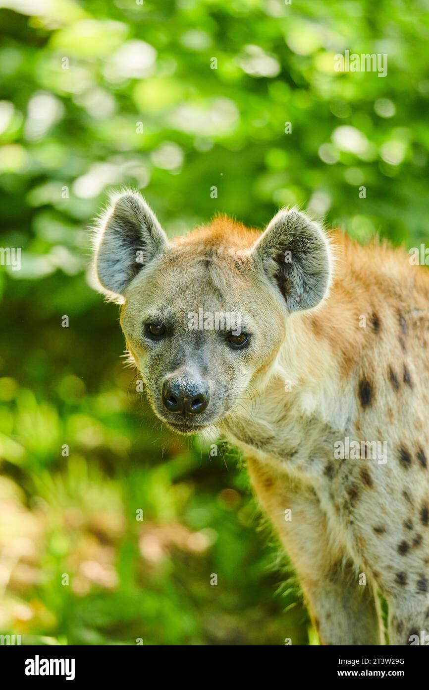 Australian hyena hi-res stock photography and images - Alamy