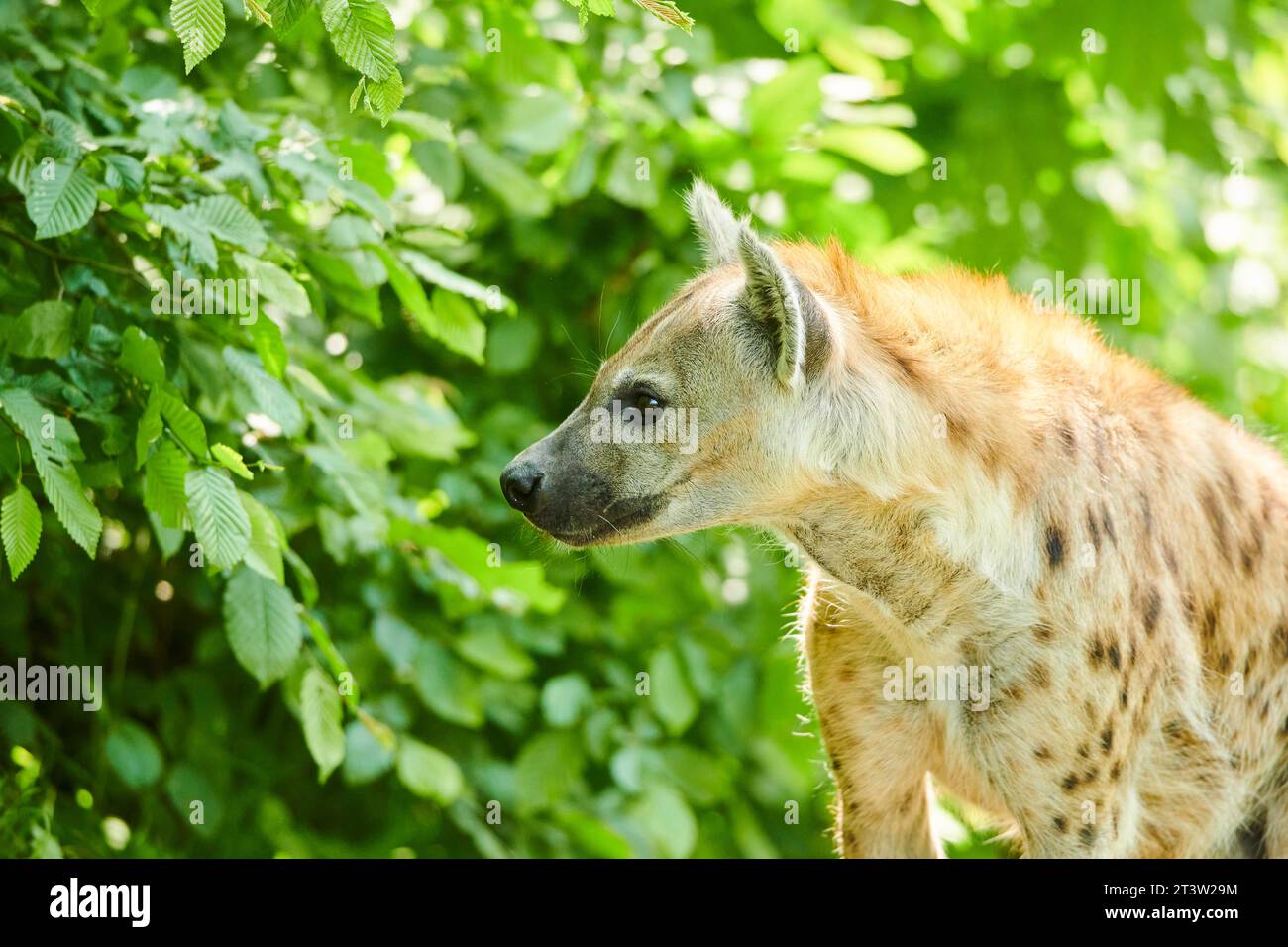 Spotted hyena (Crocuta crocuta), portrait, captive, distribution ...