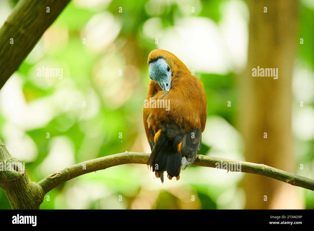 Capuchinbird, calfbird (Perissocephalus tricolor) sitting on a branch ...