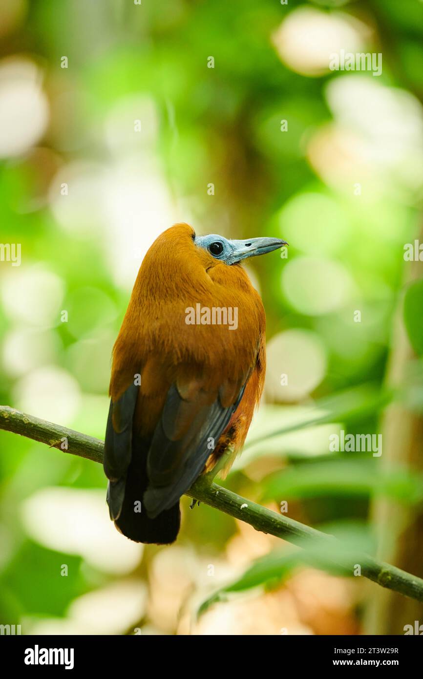 Capuchinbird, calfbird (Perissocephalus tricolor) sitting on a branch ...