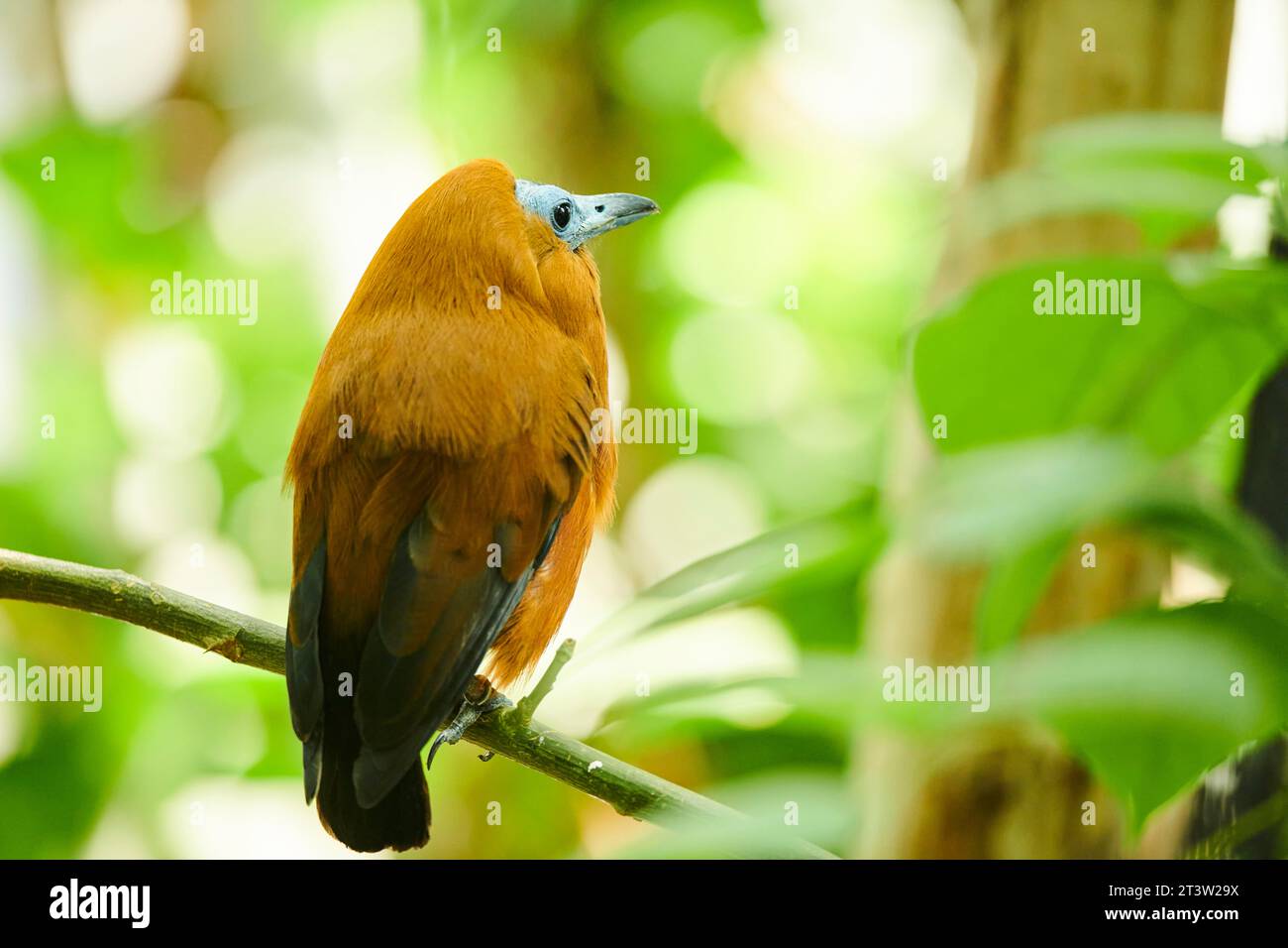 Capuchinbird, calfbird (Perissocephalus tricolor) sitting on a branch ...