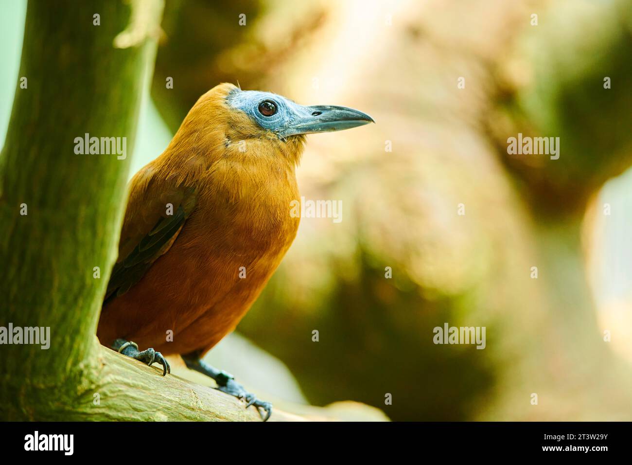 Capuchinbird, calfbird (Perissocephalus tricolor) sitting on a branch ...