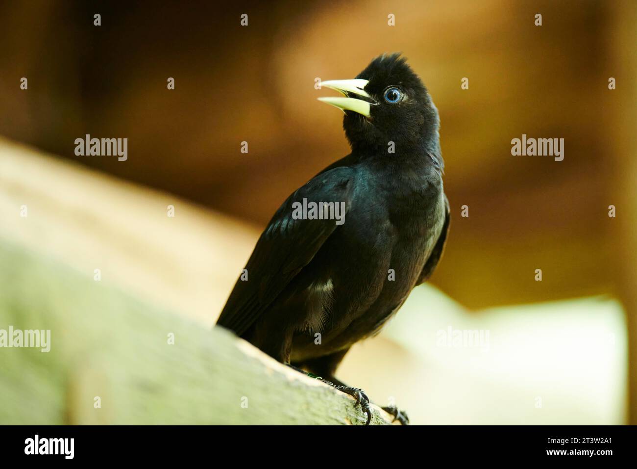 Red-rumped cacique (Cacicus haemorrhous), sitting, captive ...