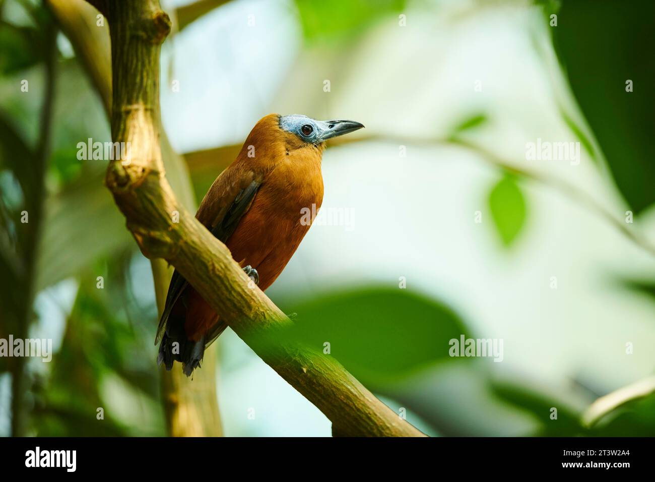 Capuchinbird, calfbird (Perissocephalus tricolor) sitting on a branch ...