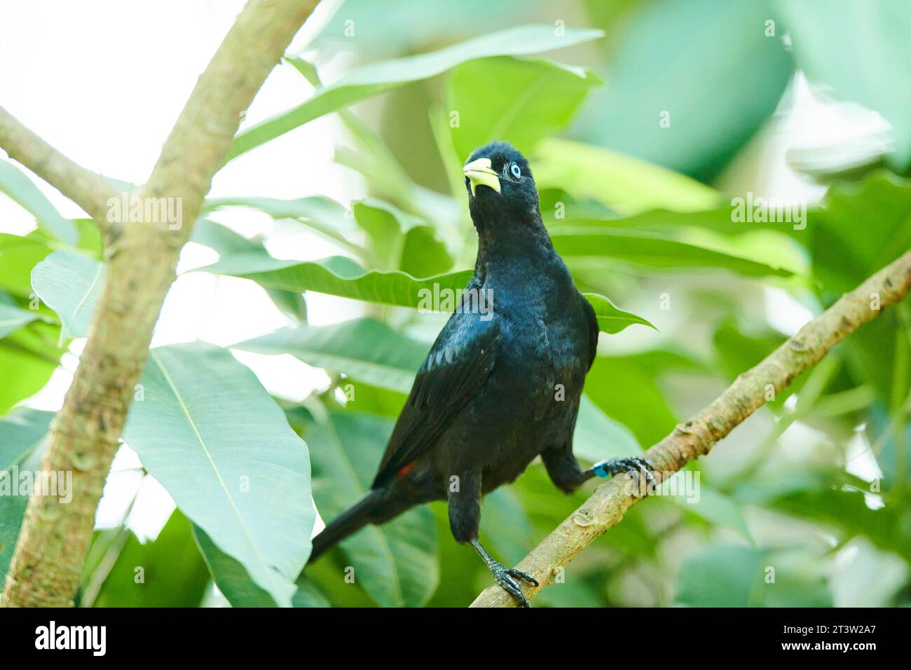 Red-rumped cacique (Cacicus haemorrhous), sitting on a branch, captive ...
