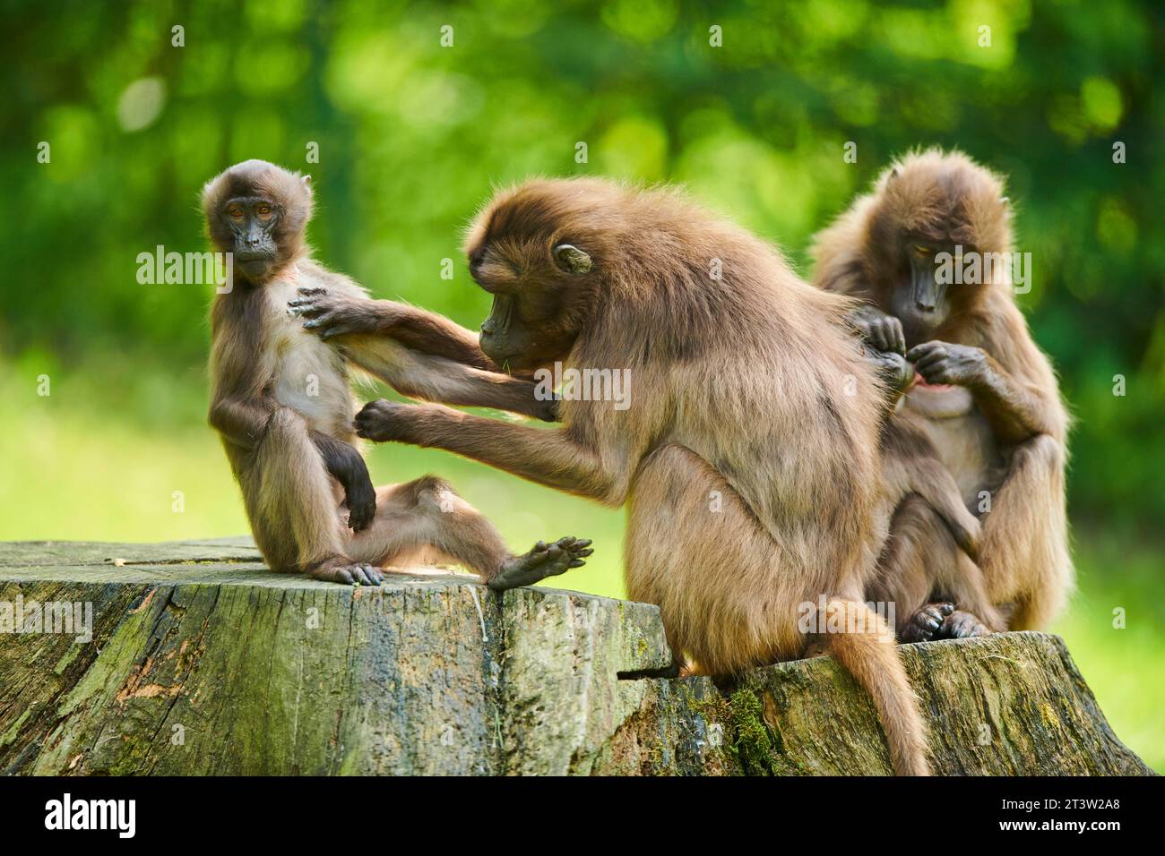 Gelada (Theropithecus gelada) mothers with youngsters sitting, captive ...