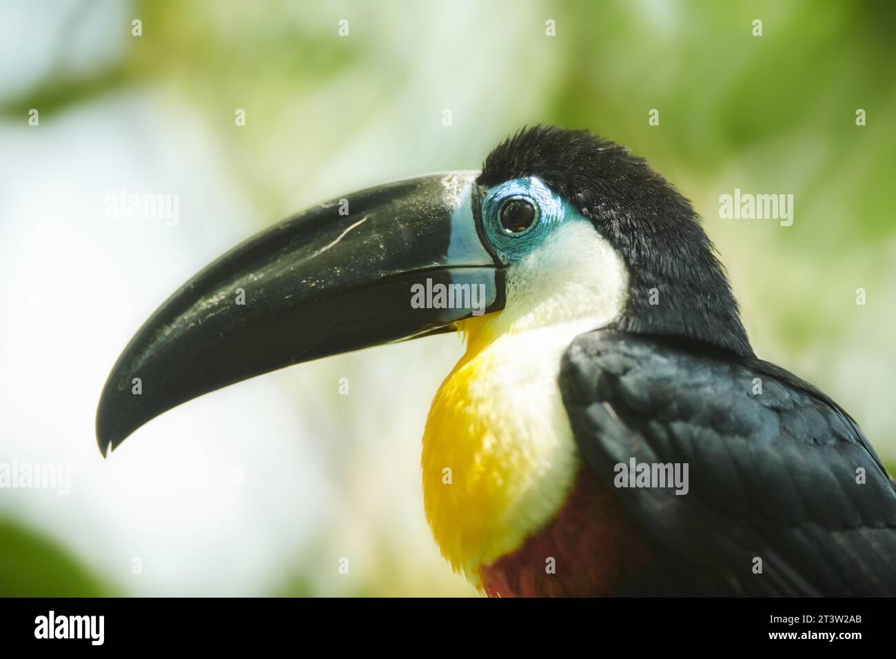 Channel-billed toucan (Ramphastos vitellinus) portrait, captive ...