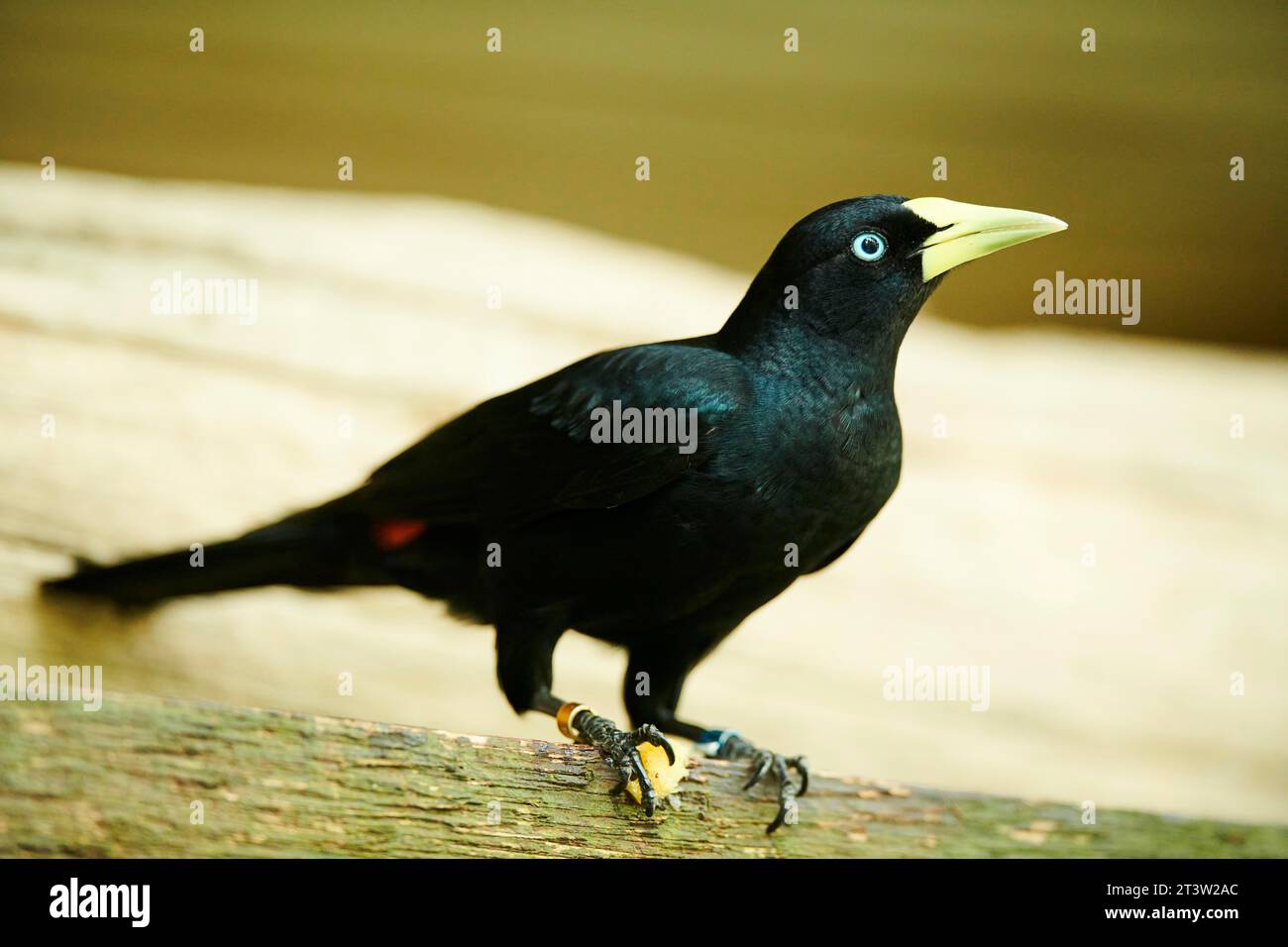 Red-rumped cacique (Cacicus haemorrhous), sitting, captive ...