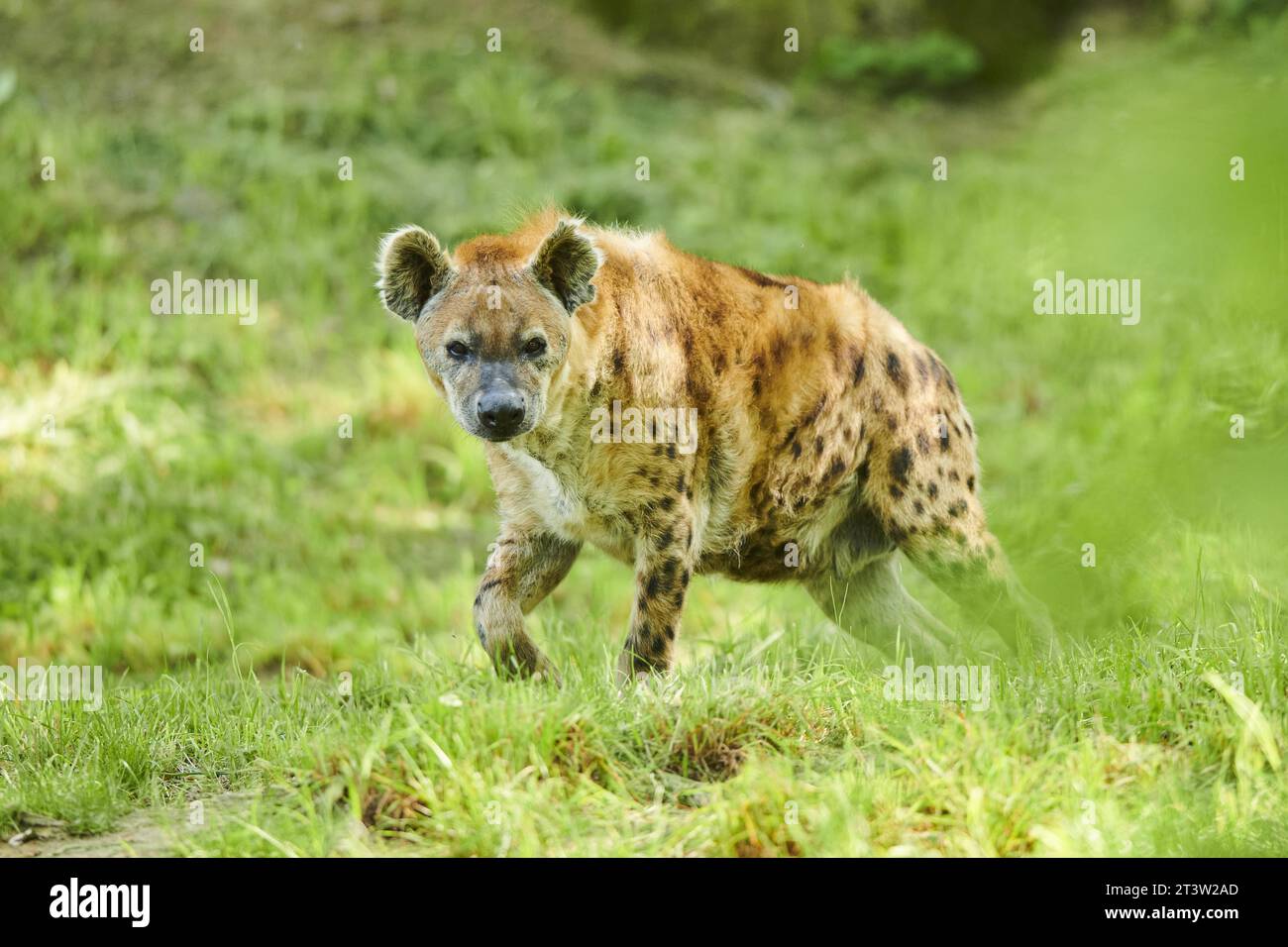 Spotted hyena (Crocuta crocuta), walking, grass, captive, distribution ...