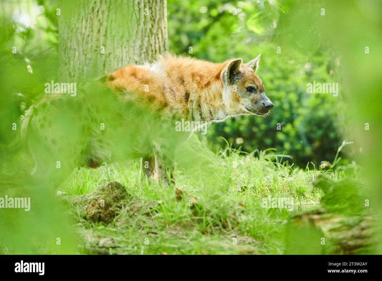Spotted hyena (Crocuta crocuta), standing, grass, captive, distribution ...