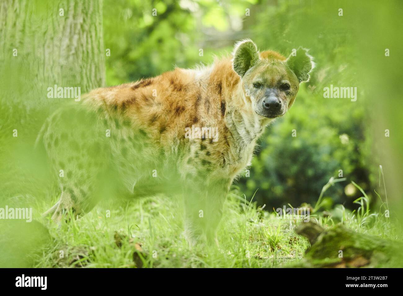 Spotted hyena (Crocuta crocuta), standing, grass, captive, distribution ...