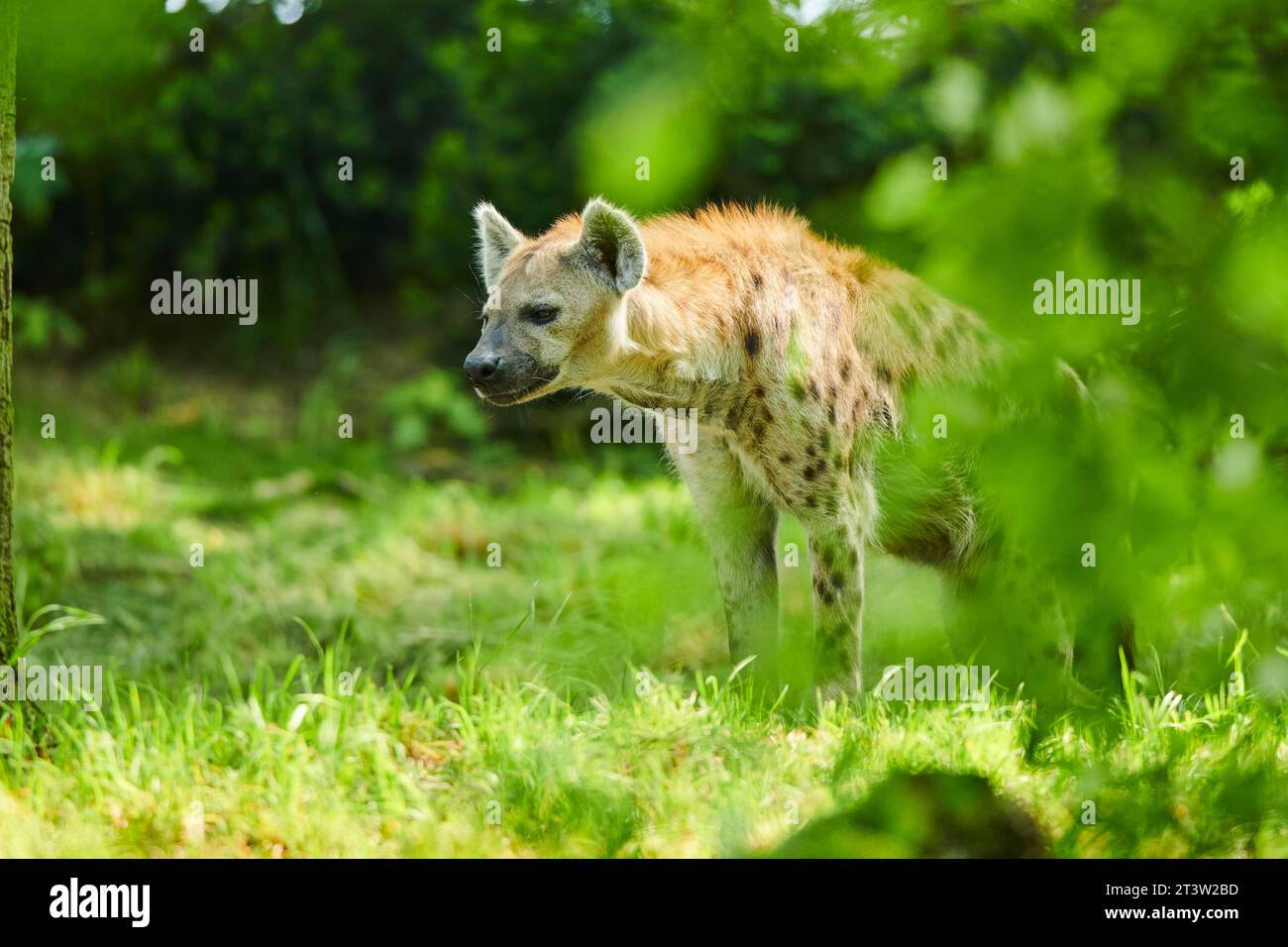 Spotted hyena (Crocuta crocuta), standing, grass, captive, distribution ...