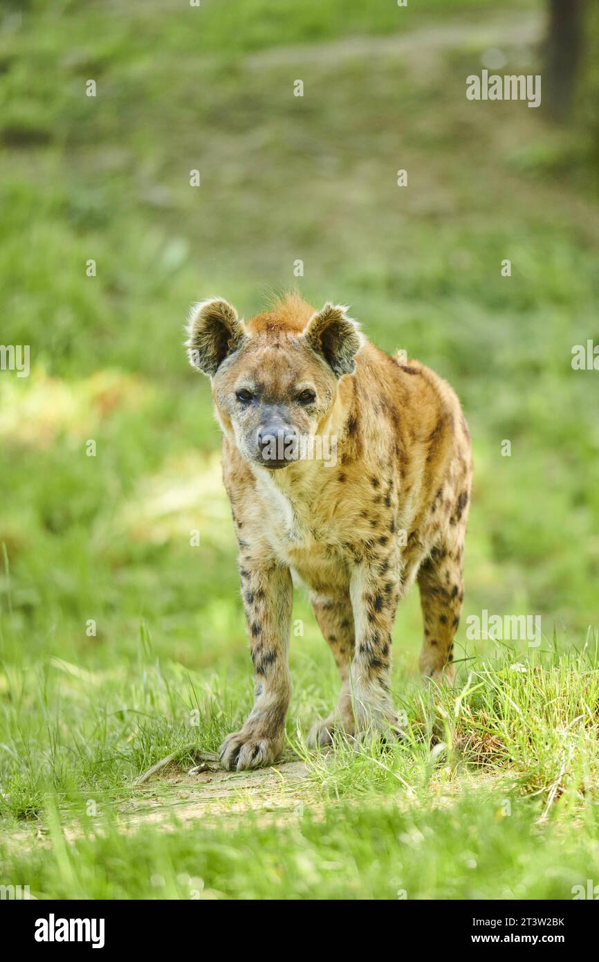 Spotted hyena (Crocuta crocuta), standing, grass, captive, distribution ...