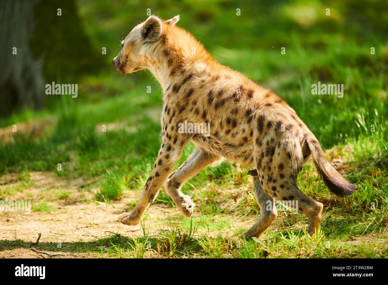 Spotted hyena (Crocuta crocuta), running, grass, captive, distribution ...