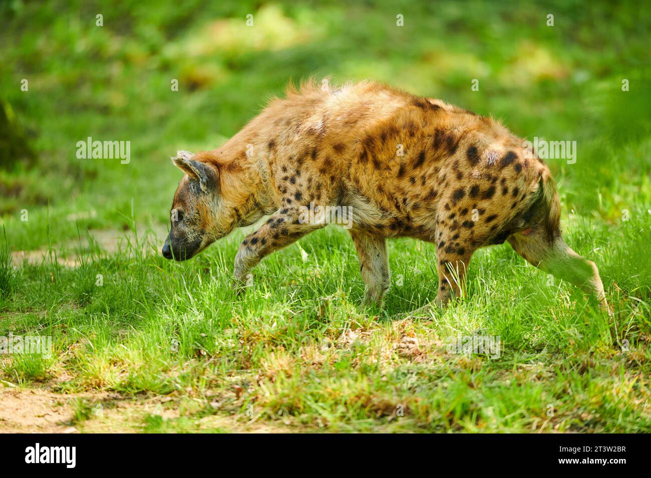 Spotted hyena (Crocuta crocuta), walking, grass, captive, distribution ...