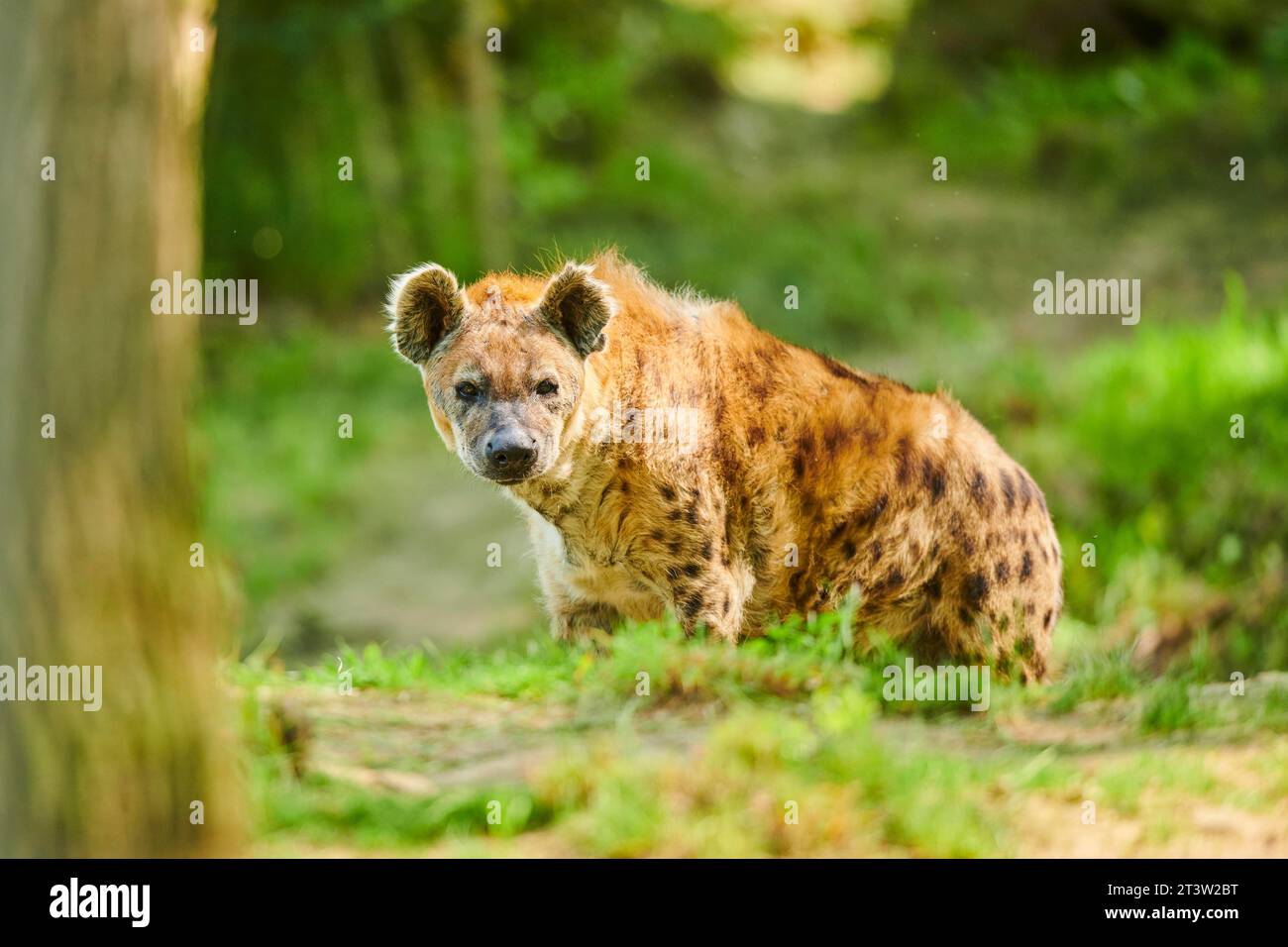 Spotted hyena (Crocuta crocuta), standing, grass, captive, distribution ...