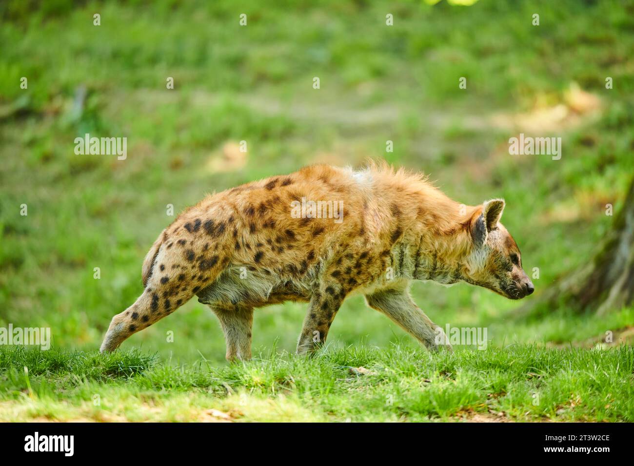 Australian hyena hi-res stock photography and images - Alamy