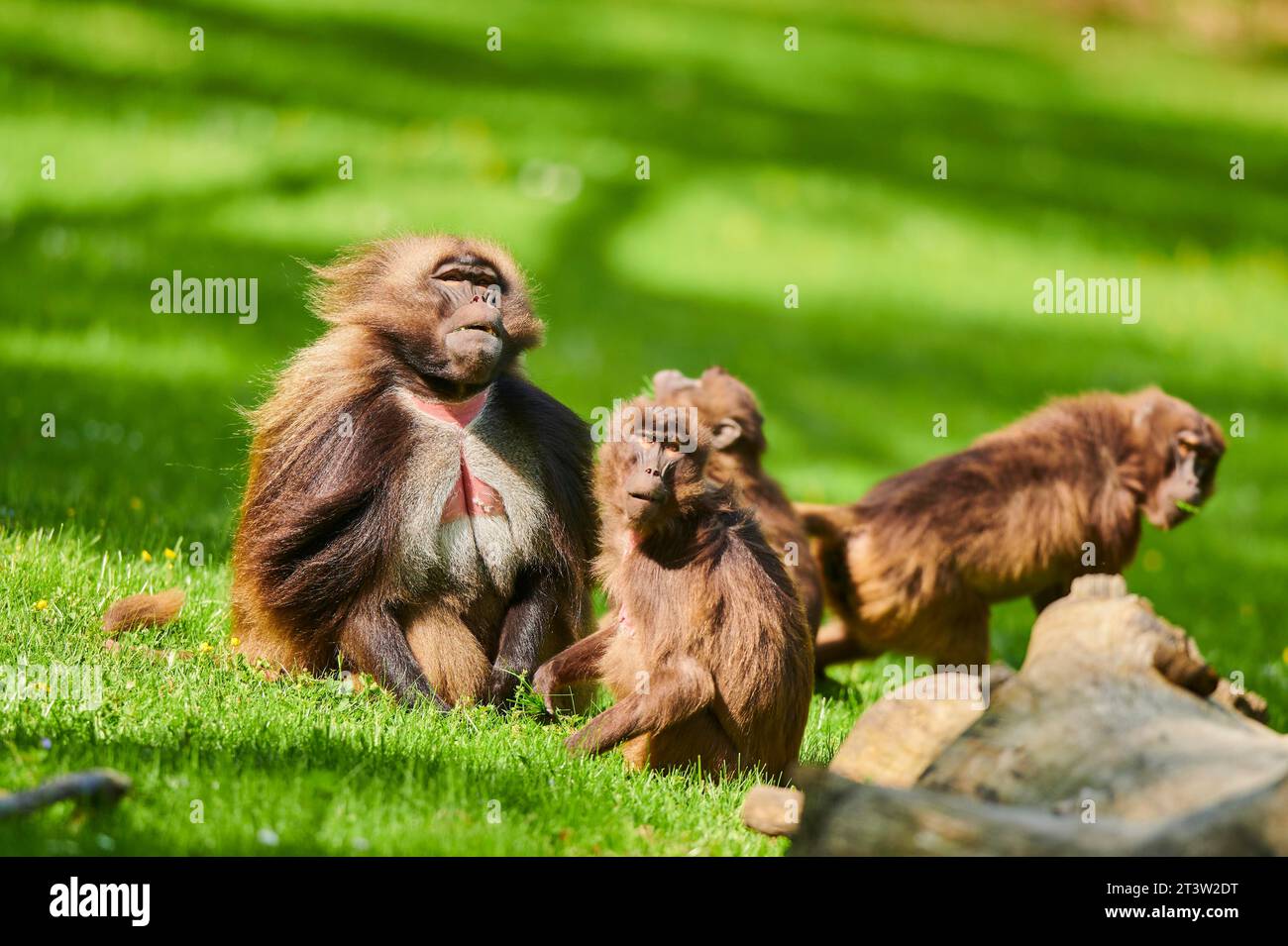 Gelada (Theropithecus gelada) male sitting on a meadow with female ...